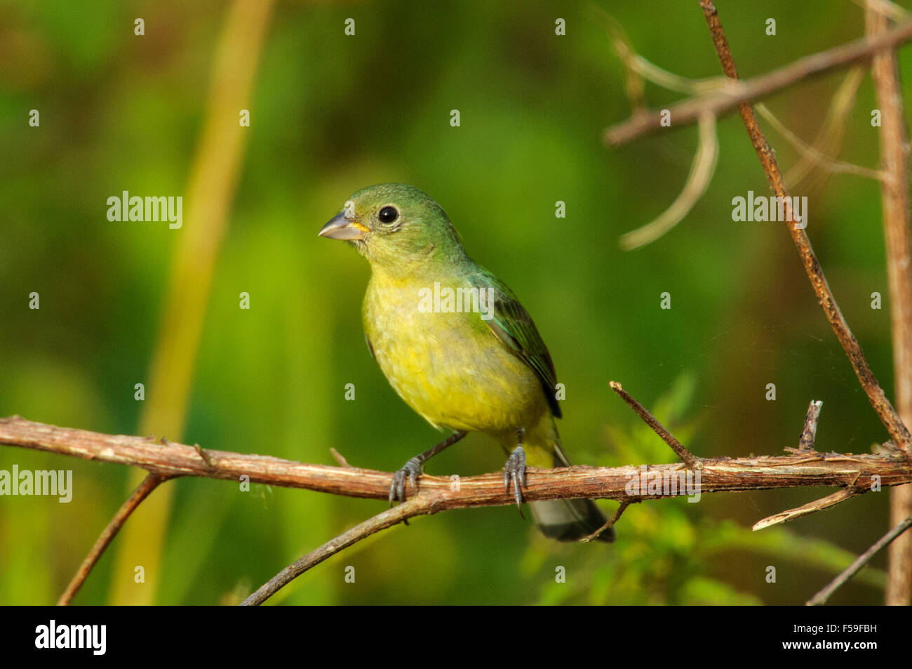 Painted Bunting (Passerina ciris), Arthur J Marshall National Wildlife ...