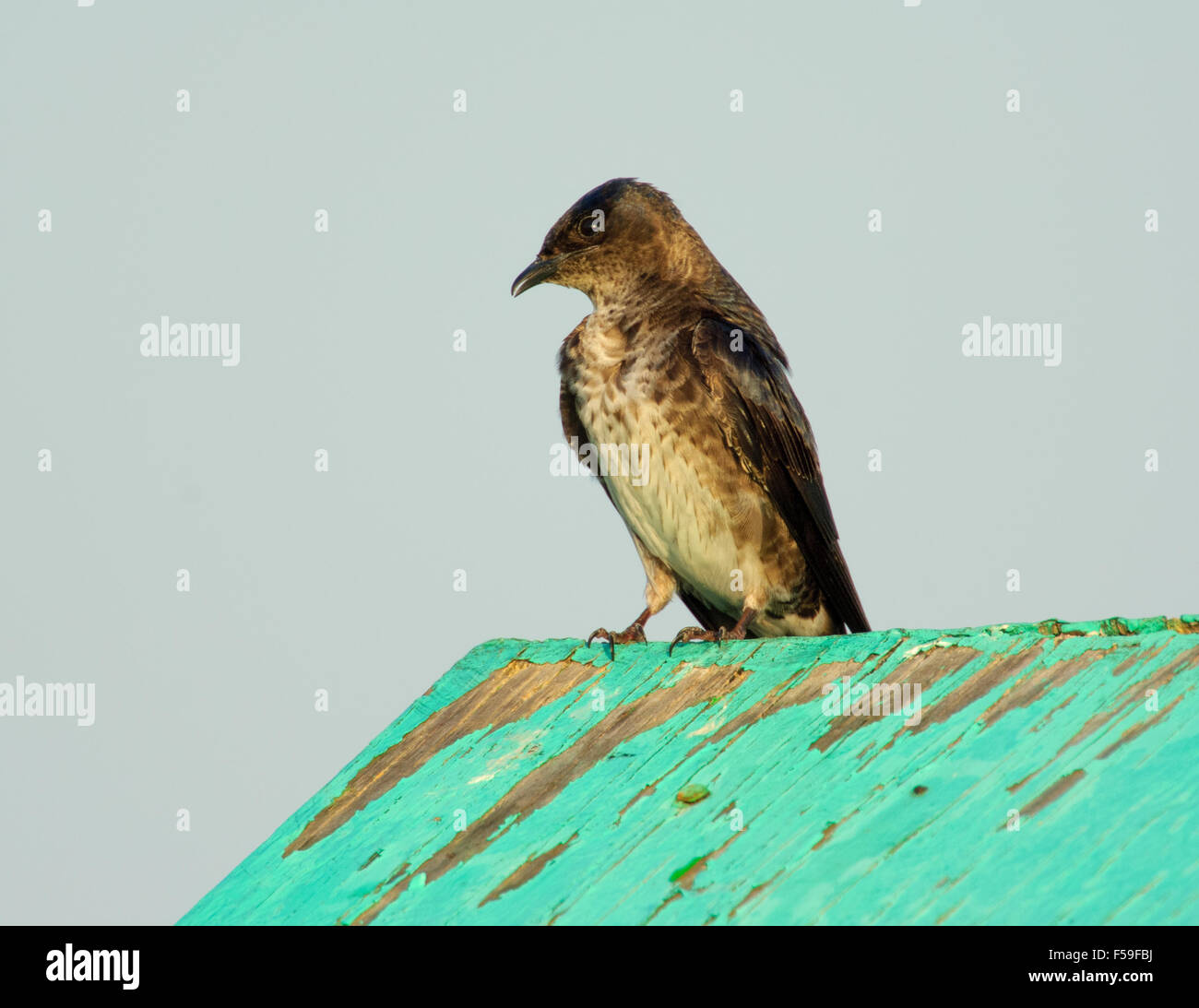 Purple martin bird florida hi-res stock photography and images - Alamy