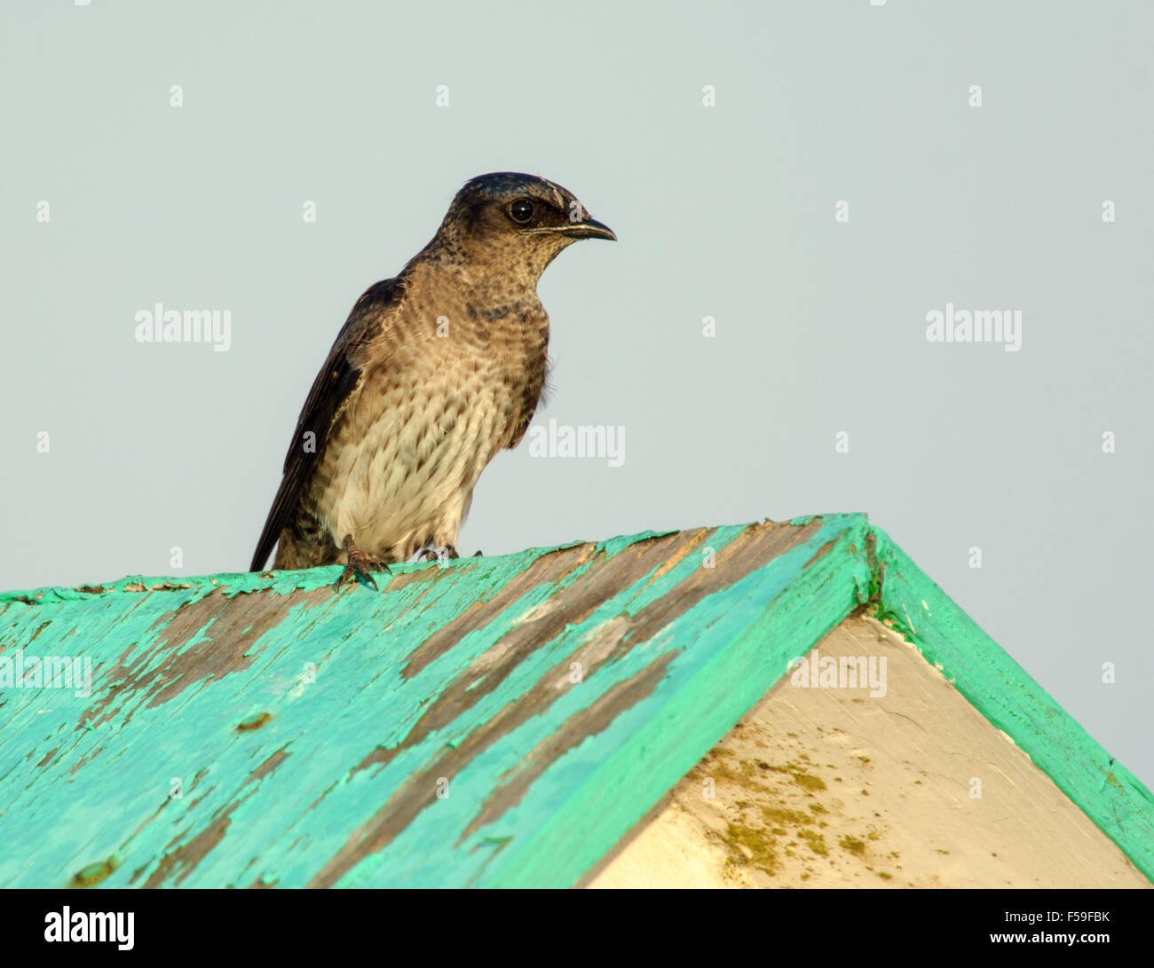 Purple martin bird florida hi-res stock photography and images - Alamy