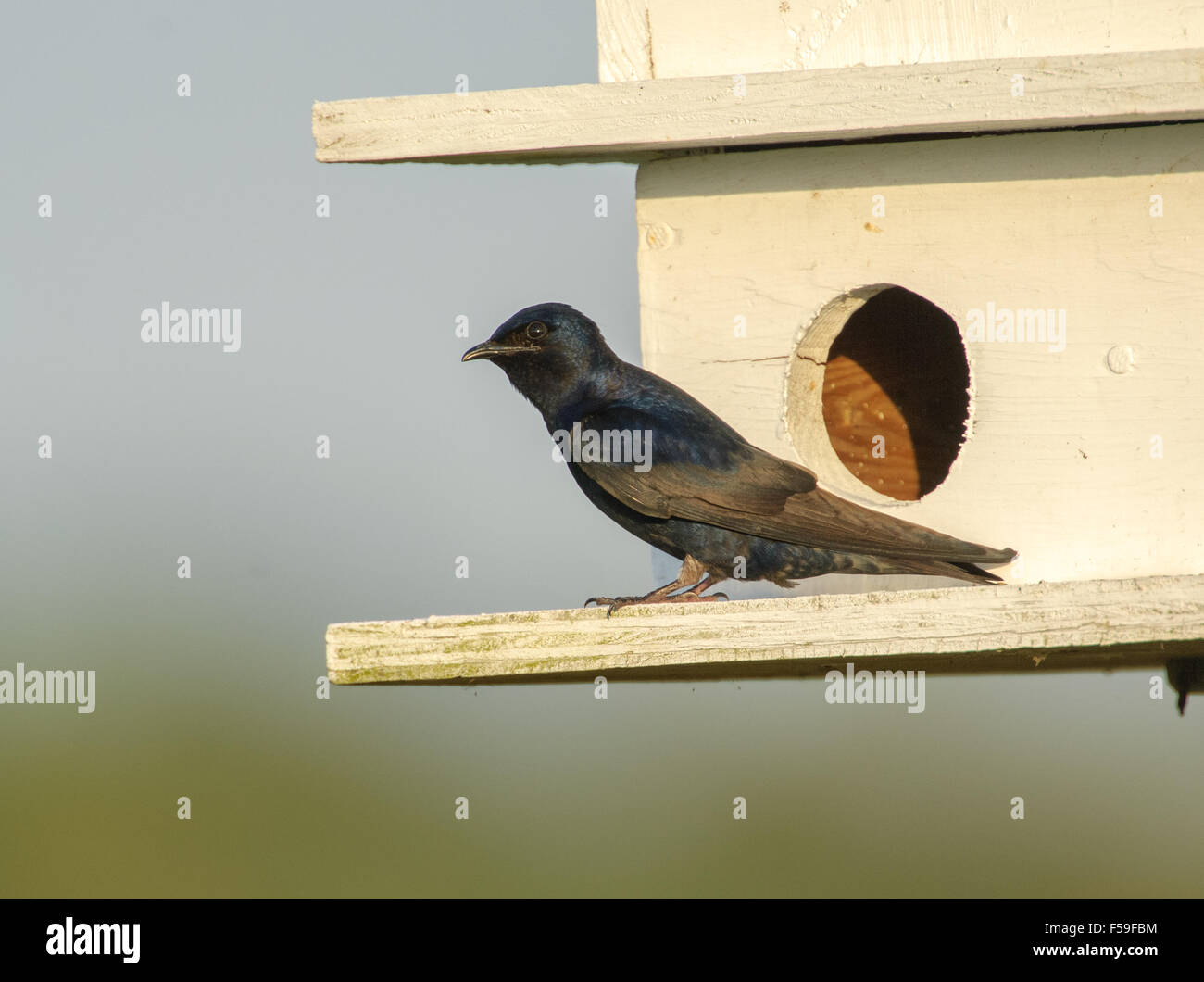 Purple martin bird florida hi-res stock photography and images - Alamy