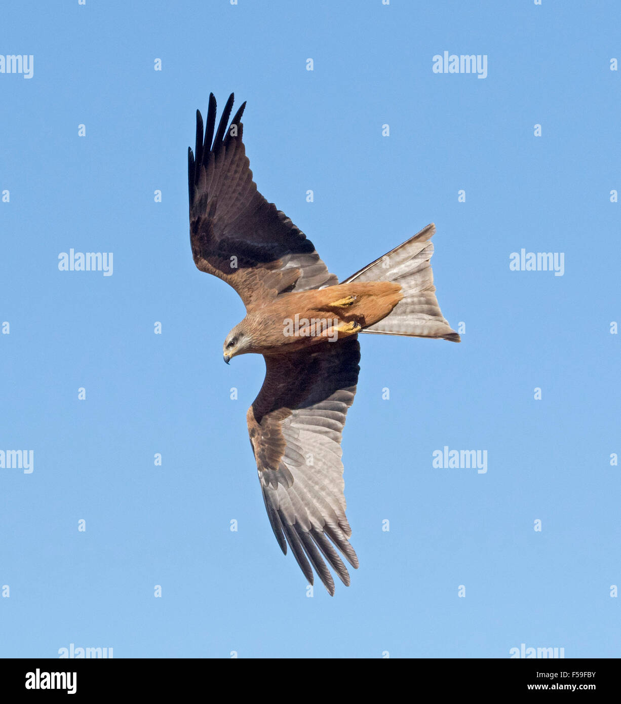 Black kite, Milvus migrans, raptor / bird of prey, in flight with wings ...
