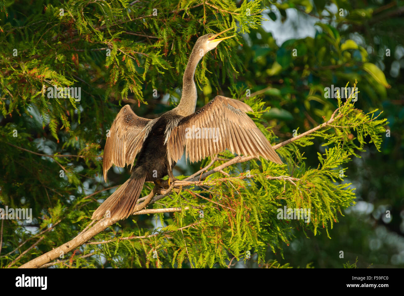 Anhinga (Anhinga anhinga) drying wings in tree, Wakodahatchee Wetlands ...