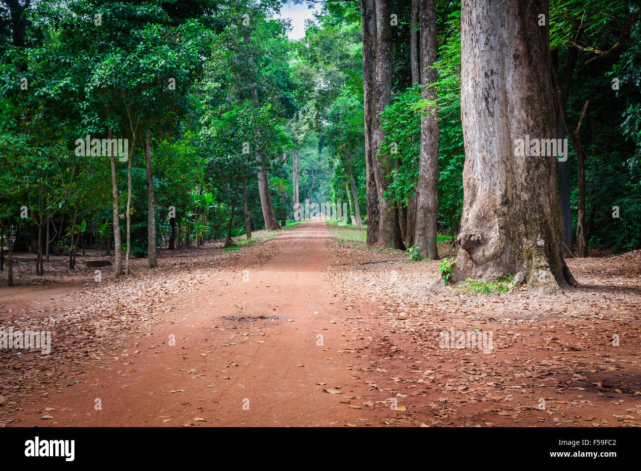 Curve road rainforest in hi-res stock photography and images - Alamy