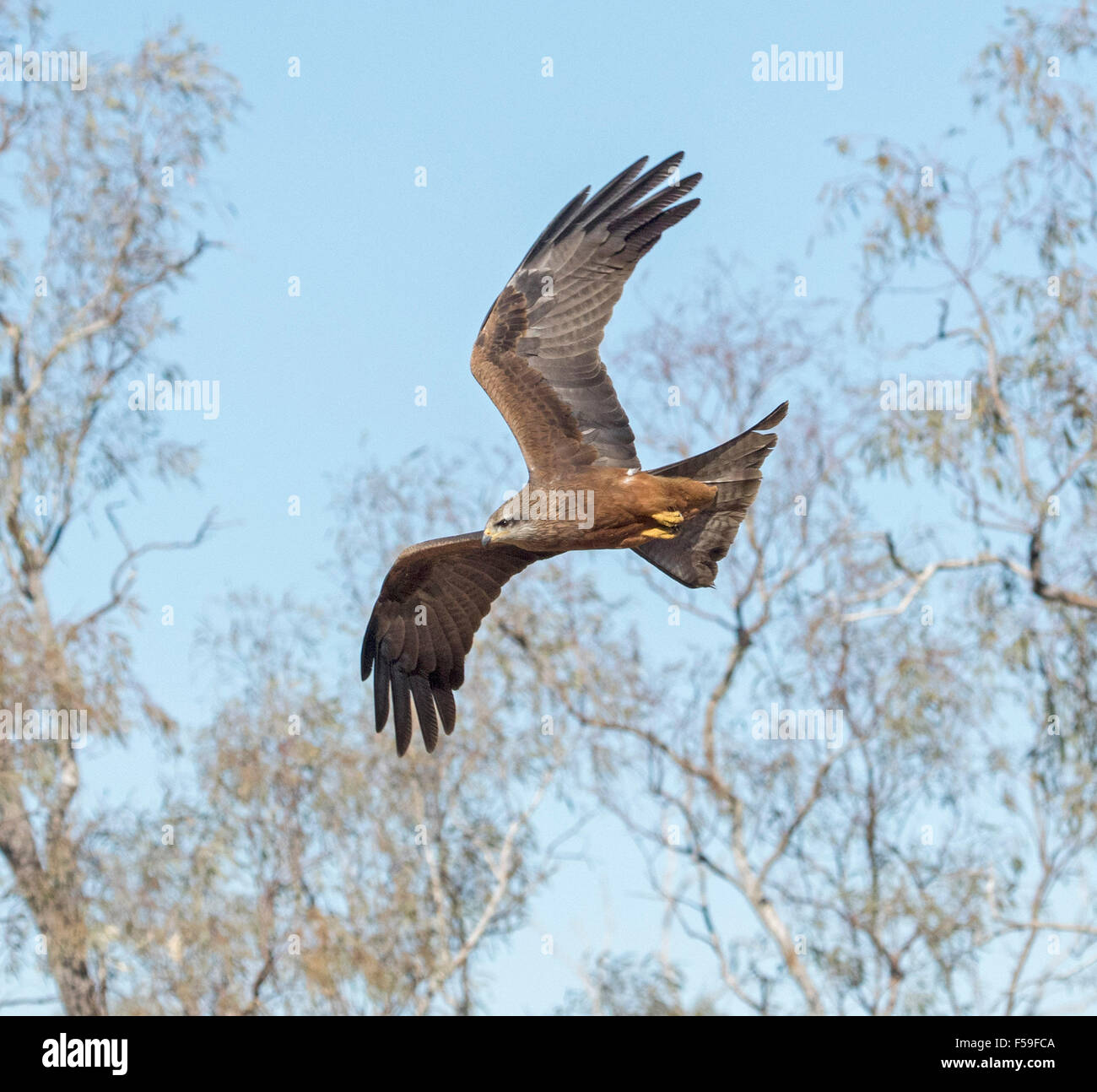 Black kite, Milvus migrans, raptor / bird of prey, in flight with wings ...