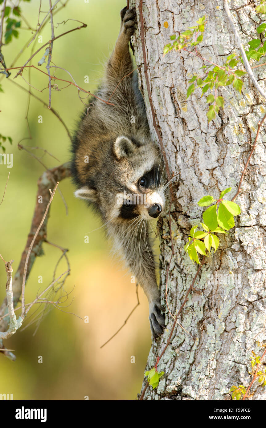 Raccoon (Procyon lotor) climbing tree, Arthur R Marshall National ...