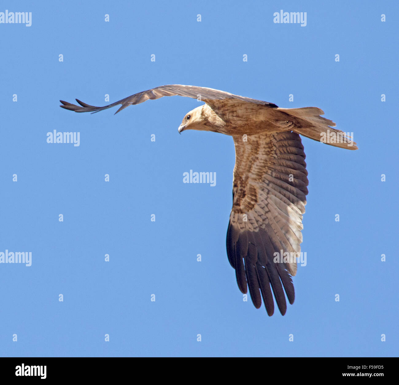 Black kite, Milvus migrans, raptor / bird of prey, in flight with wings ...