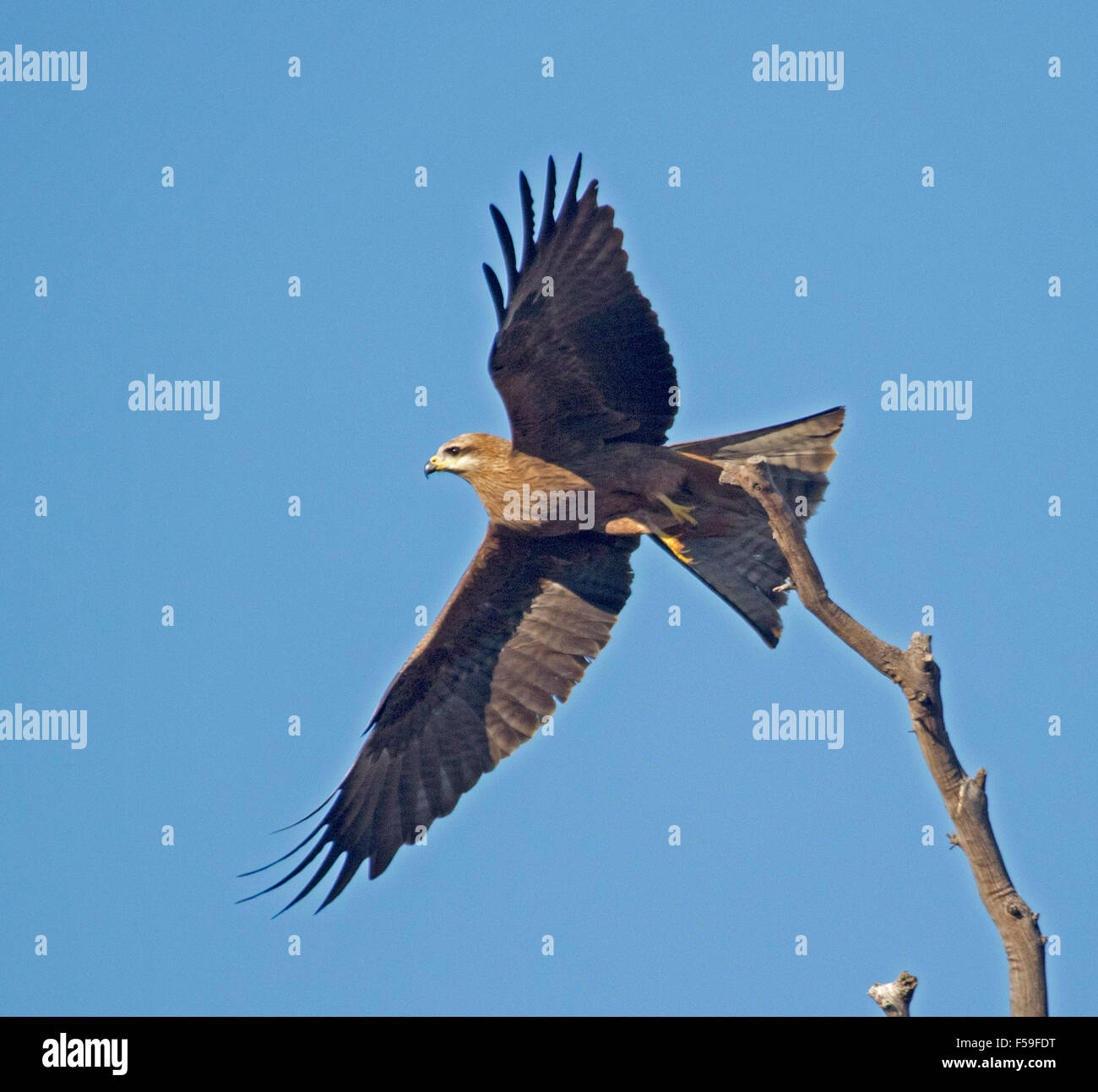 Black kite, Milvus migrans, raptor / bird of prey, in flight with wings ...