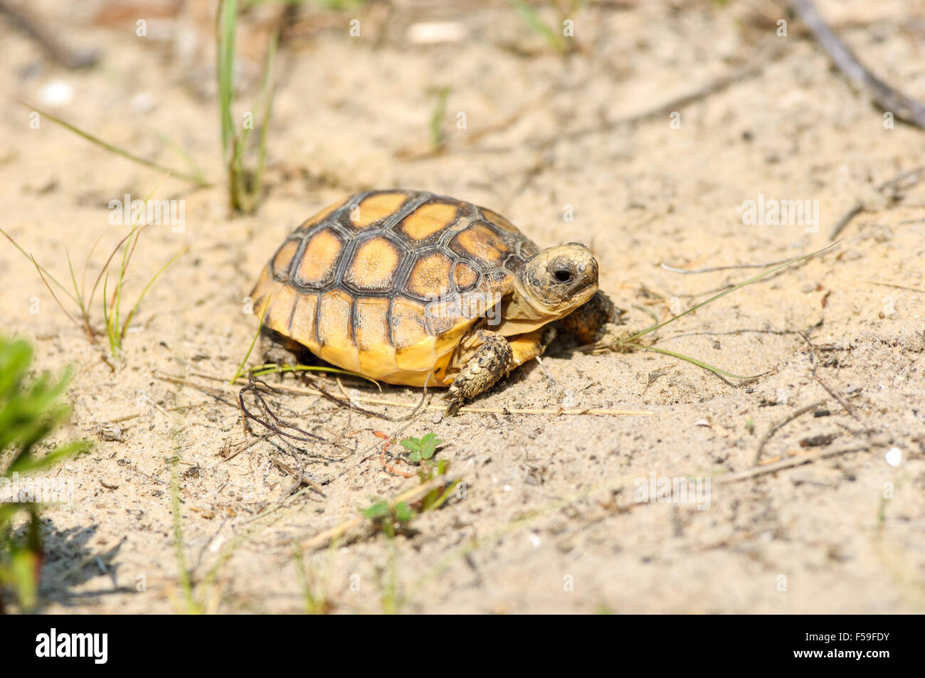 Young Gopher Tortoise (Gopherus polyphemus), Merritt Island National ...