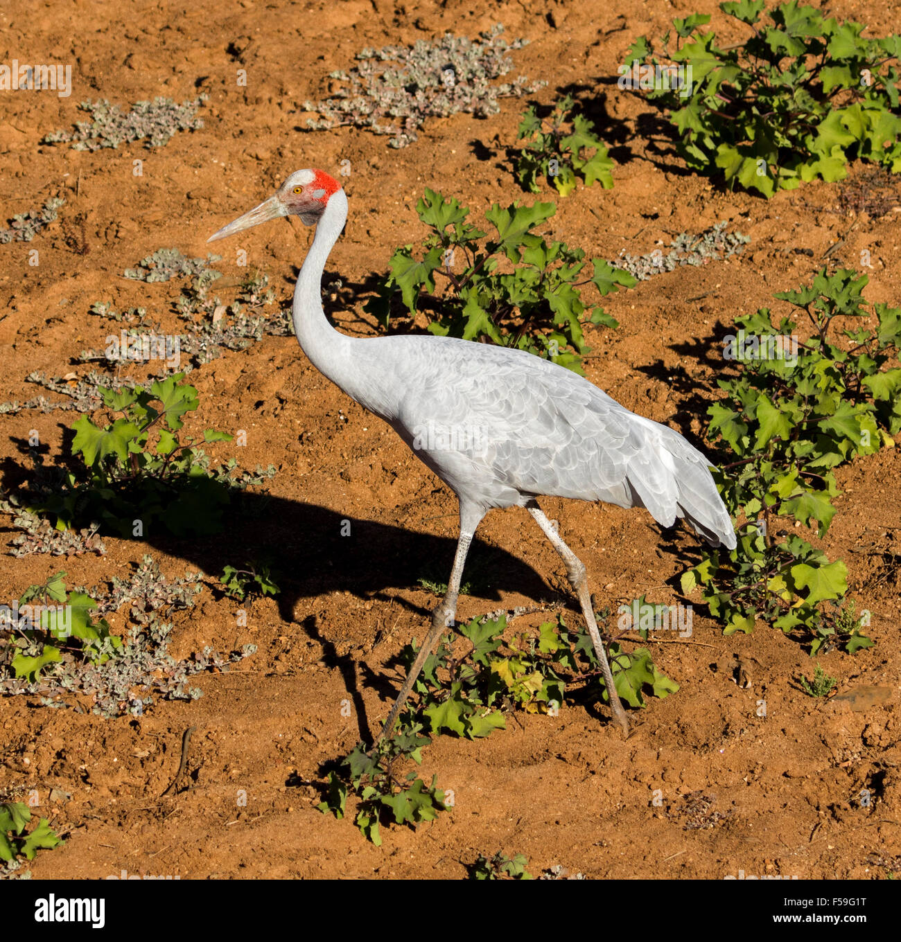Brolga, Australian crane, Grus rubicunda, large elegant grey bird ...