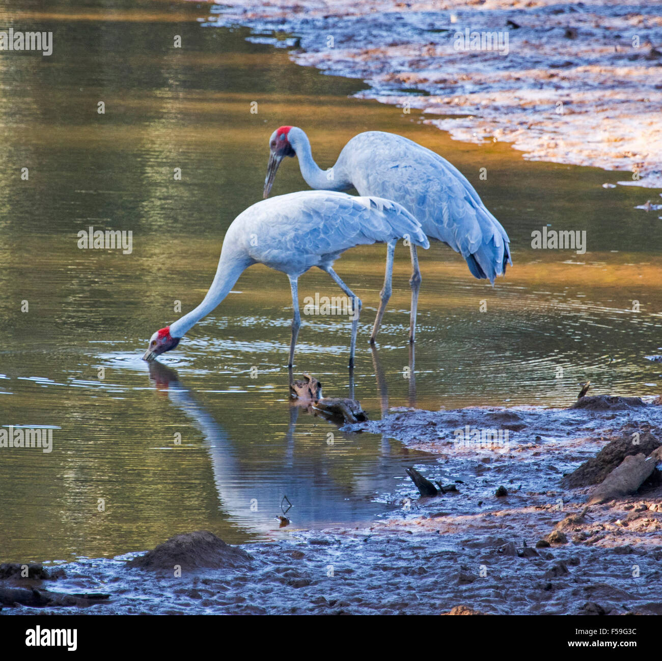 Two brolgas, Australian cranes, Grus rubicunda, drinking at & reflected ...