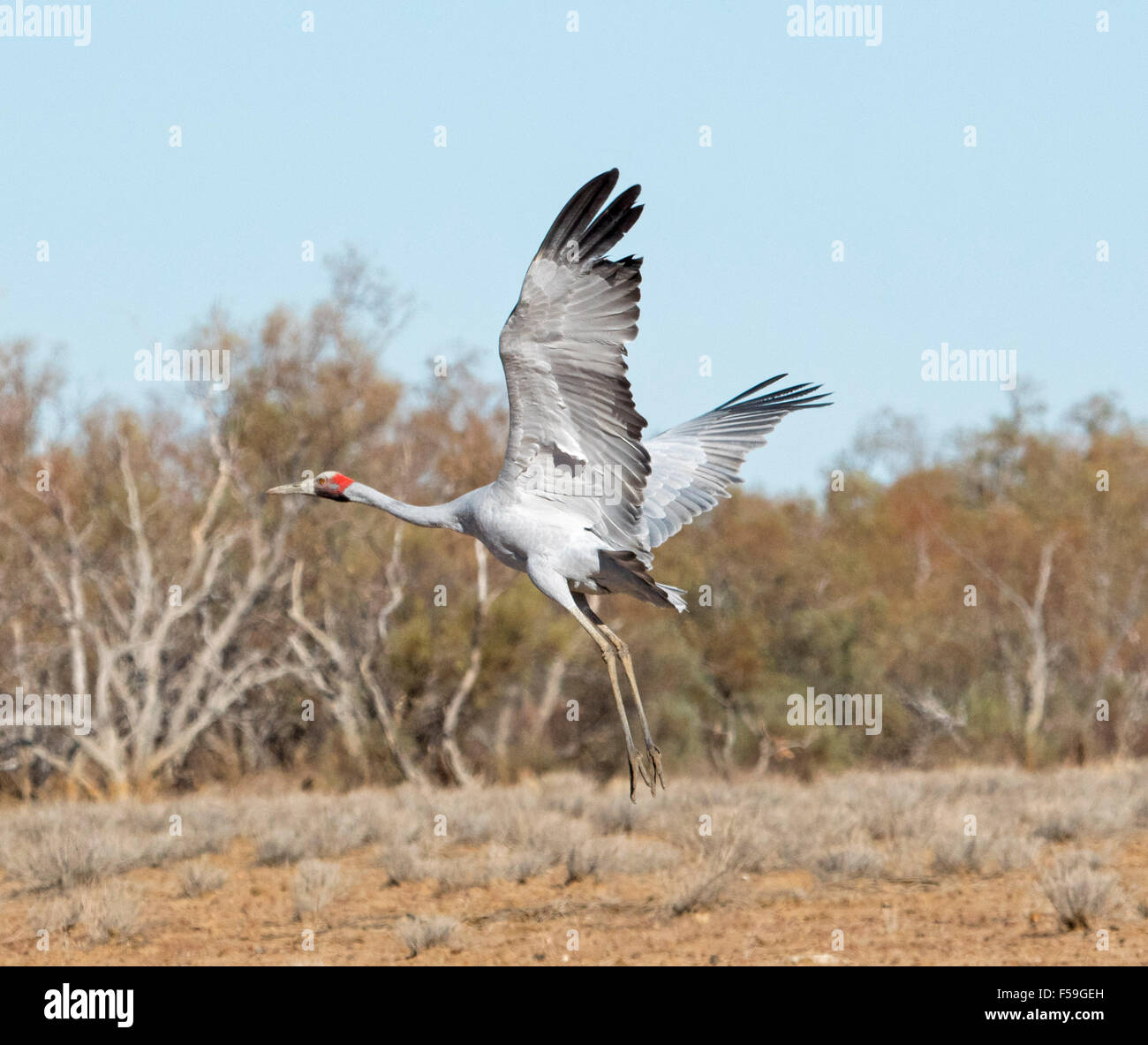 Brolga, Australian crane, Grus rubicunda, large elegant grey bird in ...