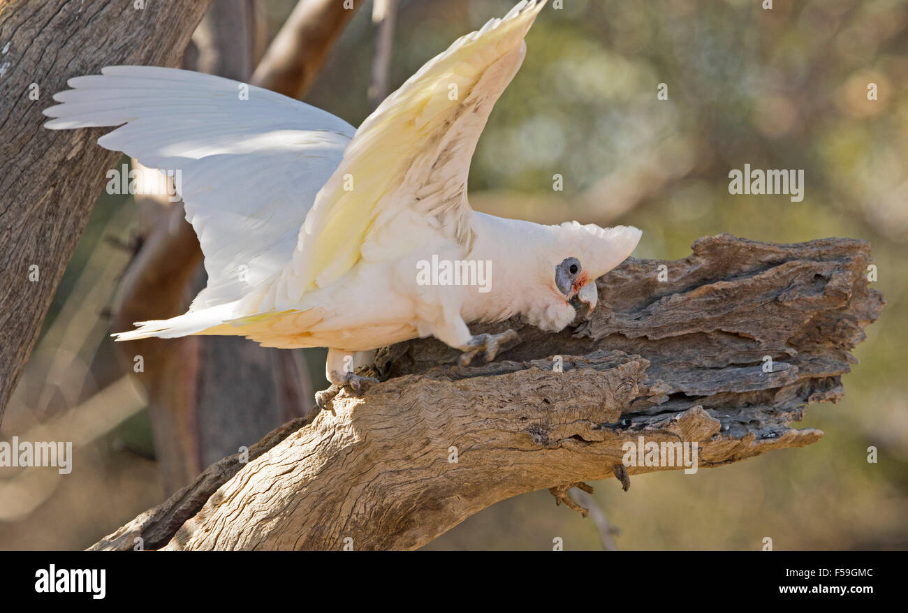 Little corella, Cacatua sanguinea, white cockatoo with wings spread out ...