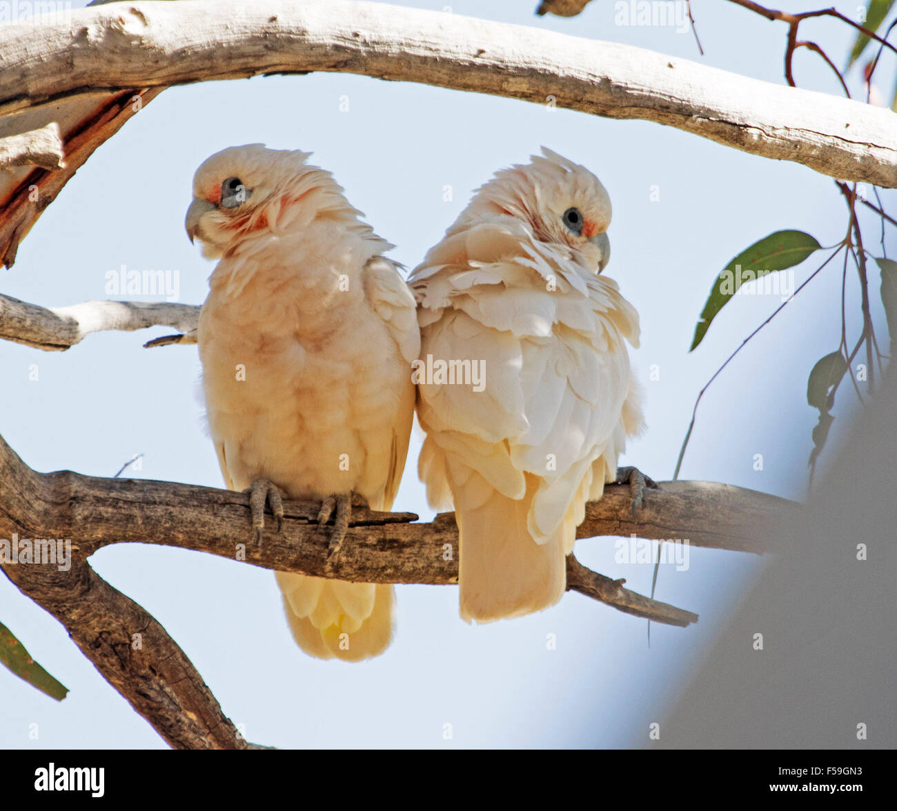 Pair of little corellas, Cacatua sanguinea, white cockatoos roosting on ...