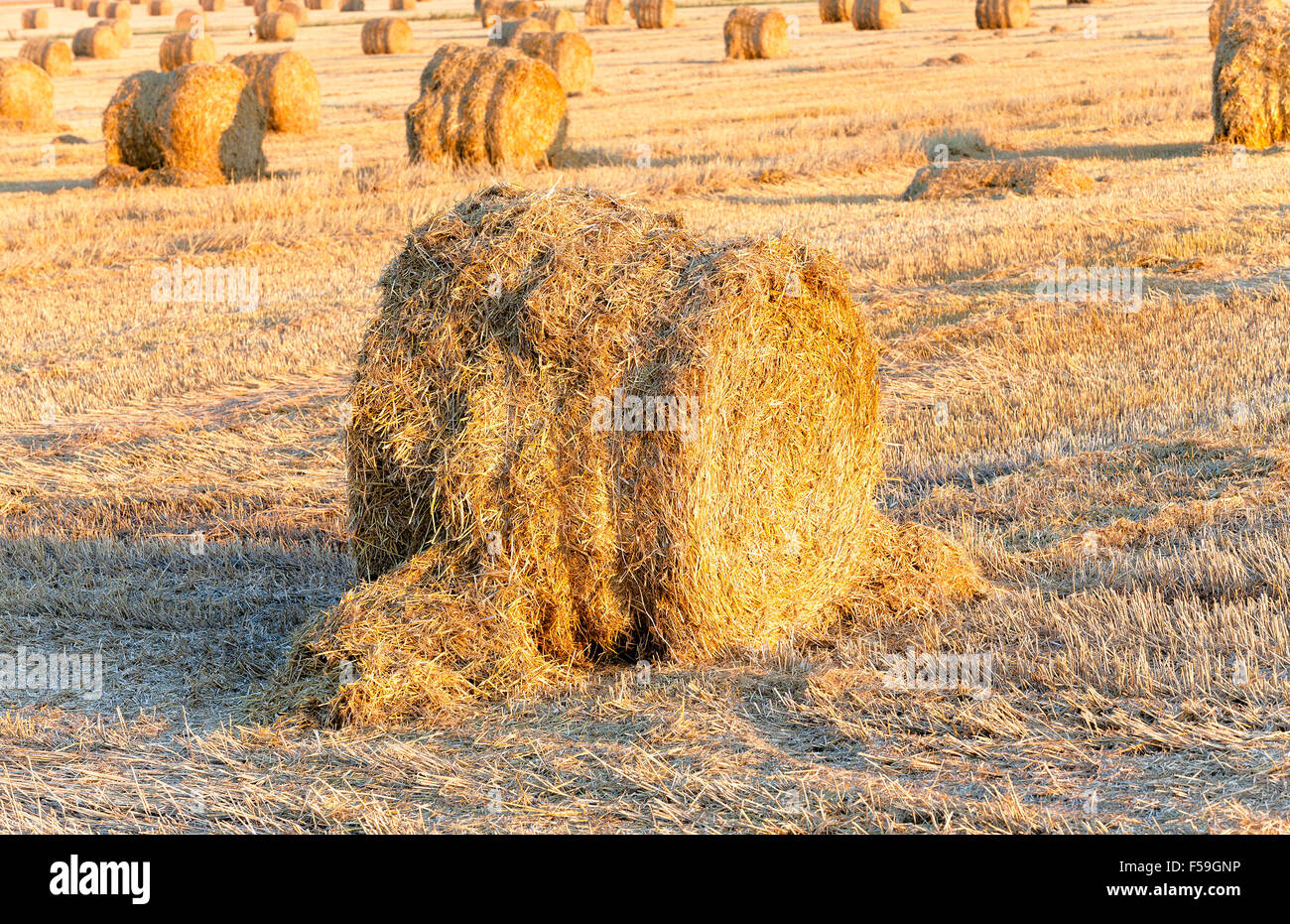 stack of straw in the field Stock Photo - Alamy