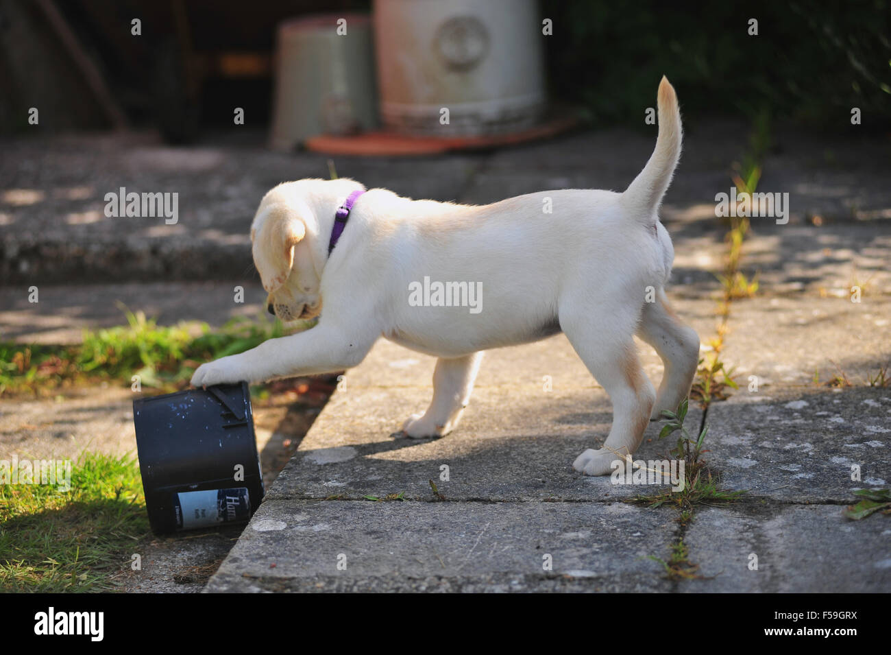 A young yellow Labrador puppy plays with flower pot in a garden Stock ...