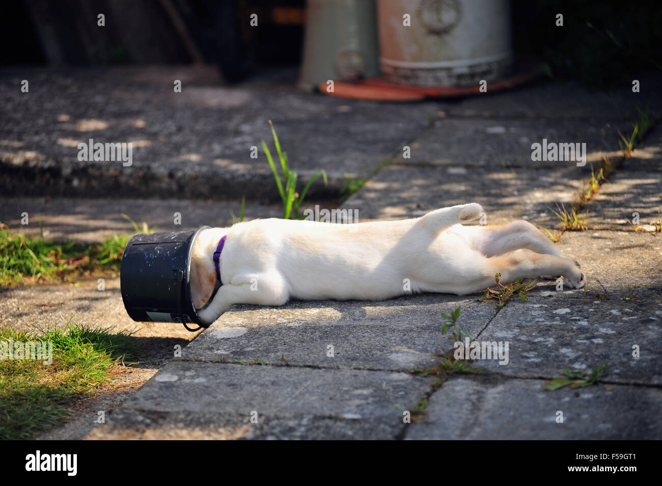 A young yellow Labrador puppy plays with flower pot in a garden Stock ...