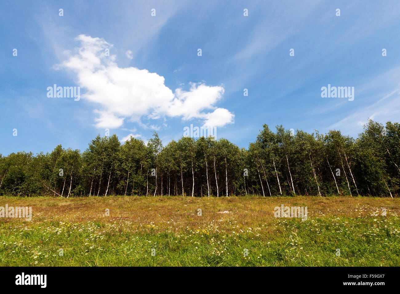 trees in spring Stock Photo - Alamy