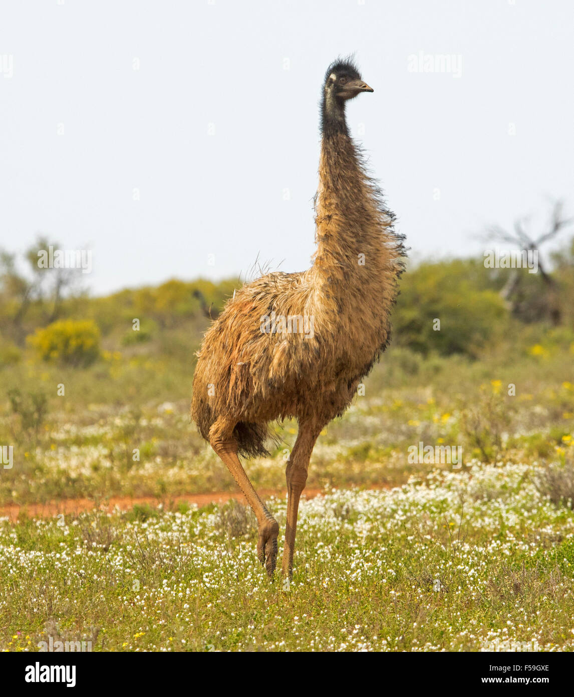 Close-up view of large male emu wandering through field of wildflowers ...
