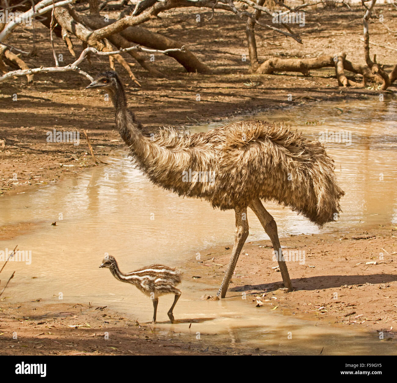 Tiny emu chick with brown & white striped plumage with male parent ...