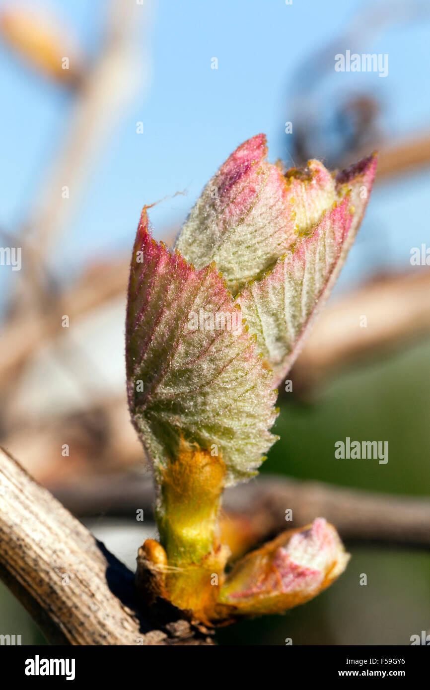 Grape sprout . spring season Stock Photo - Alamy