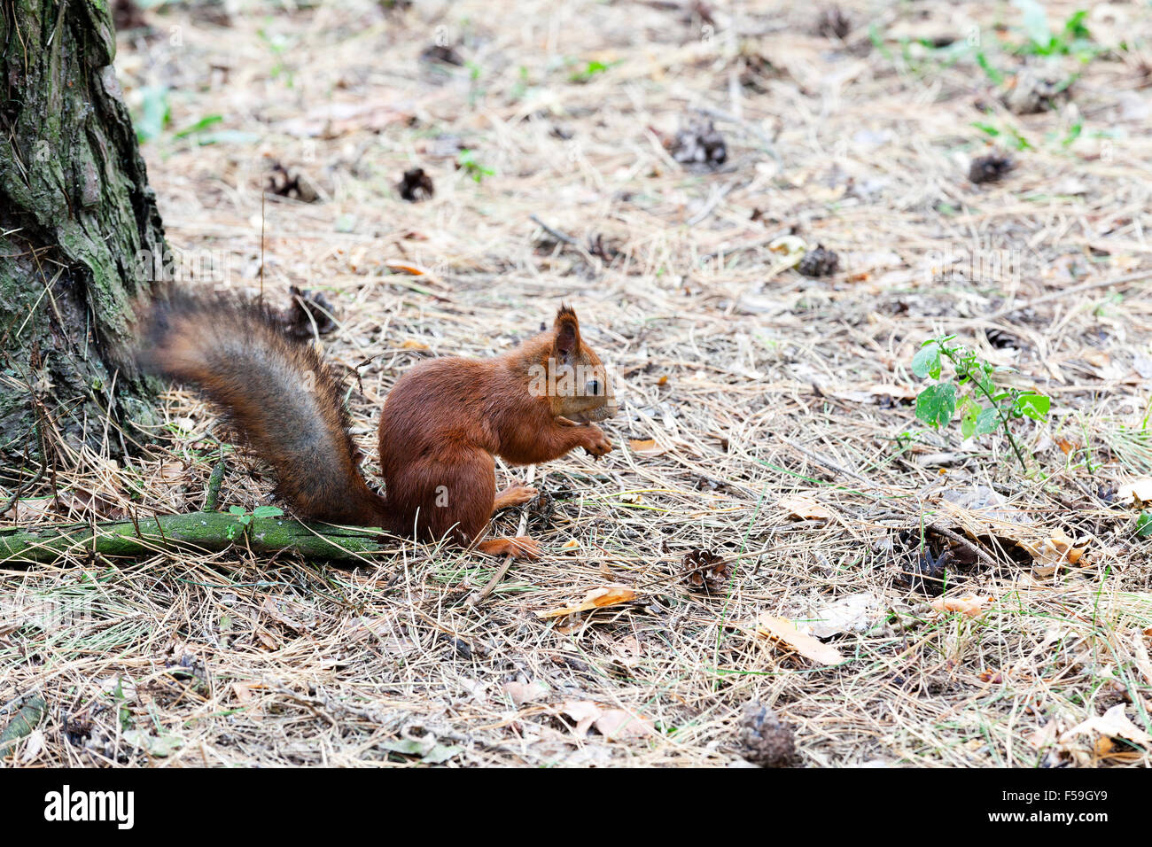 red squirrel . forest Stock Photo - Alamy