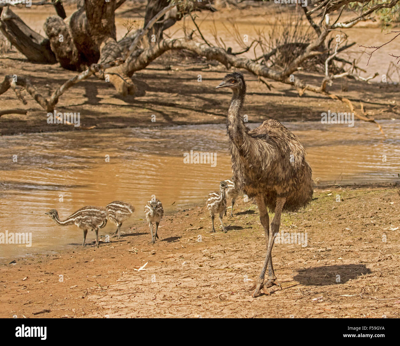 Australia emu juvenile High Resolution Stock Photography and Images - Alamy