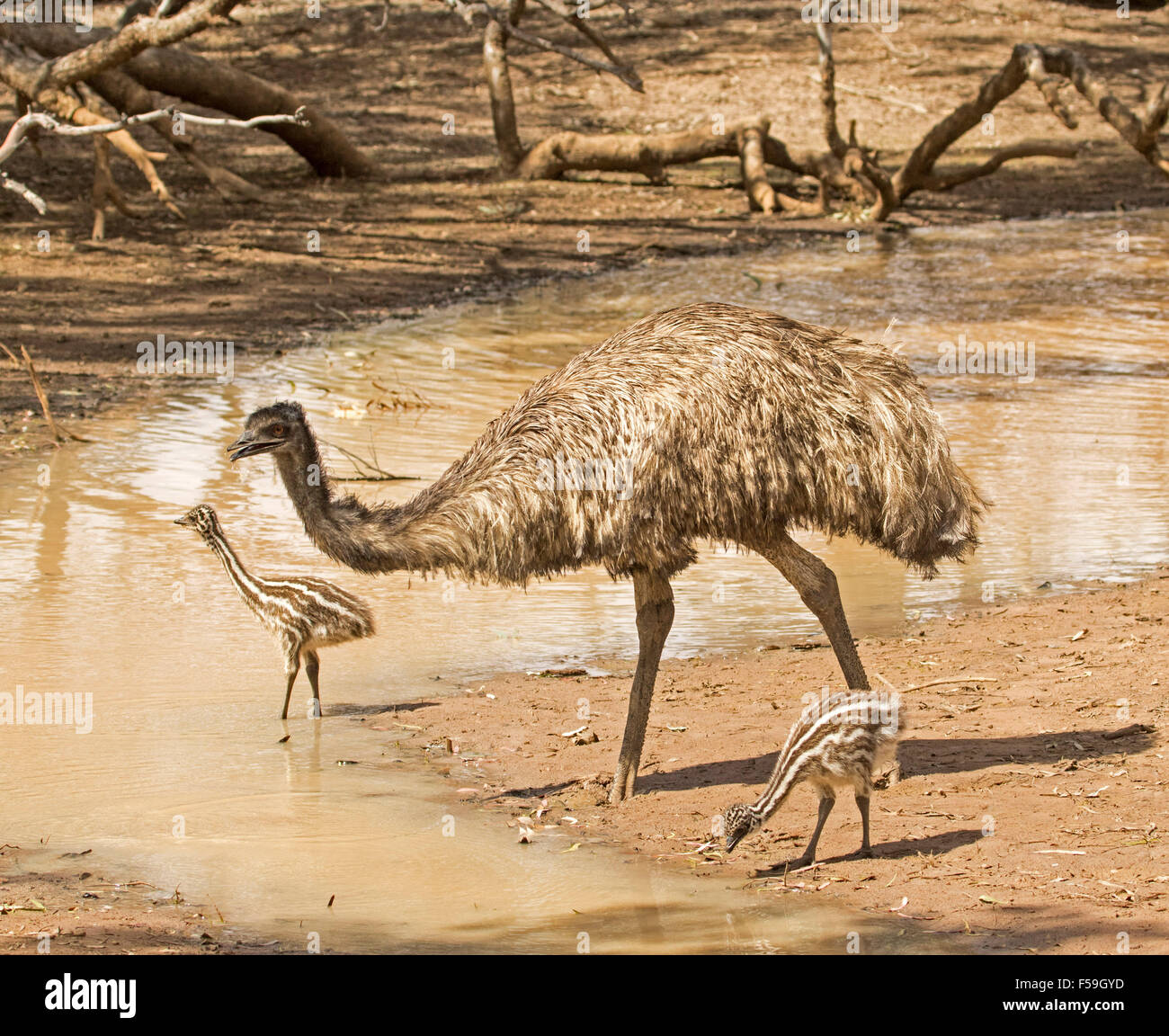 Male emu hi-res stock photography and images - Alamy