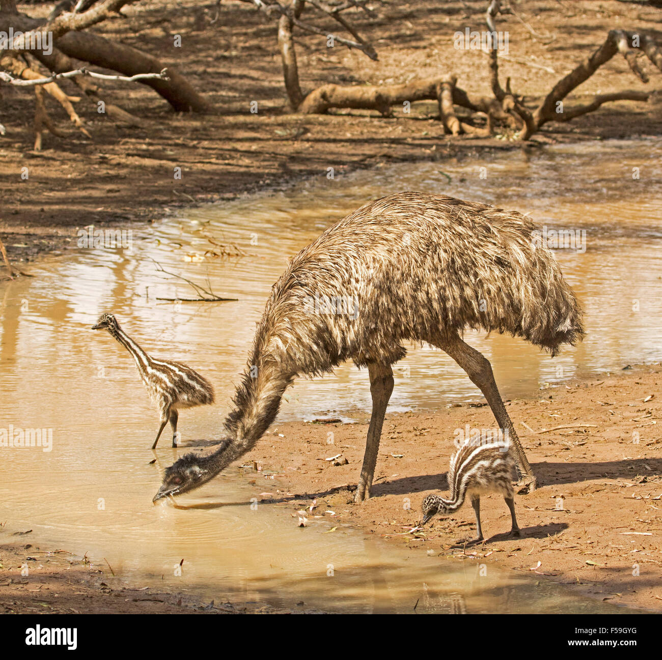 Baby emu hi-res stock photography and images - Alamy