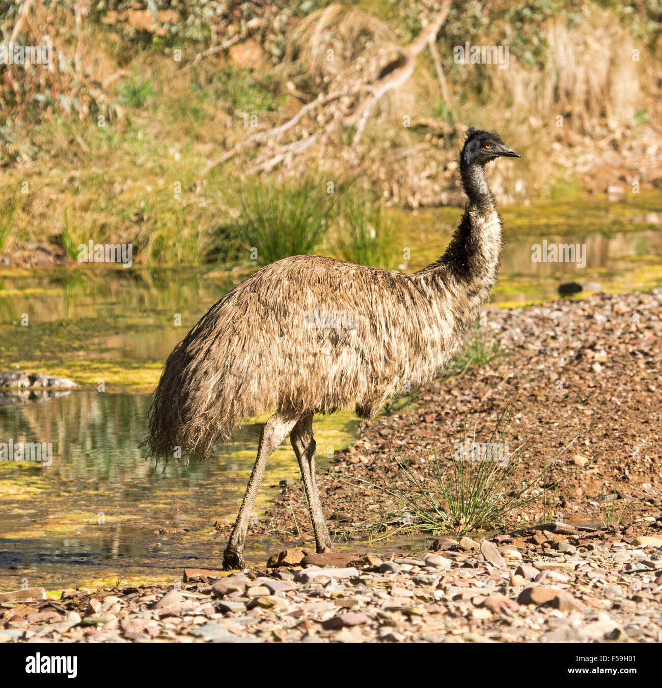 Emu walking beside waterhole at Mount Chambers gorge in Flinders Ranges ...