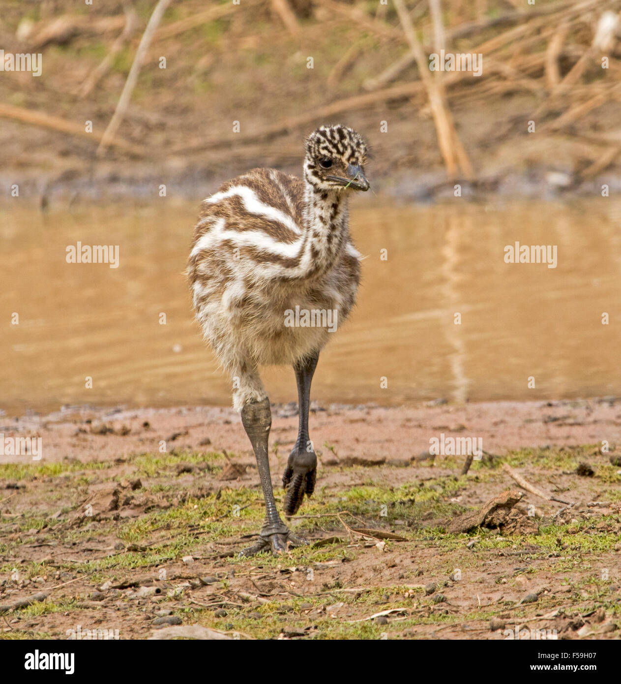 Emu Chick Stock Photos & Emu Chick Stock Images - Alamy