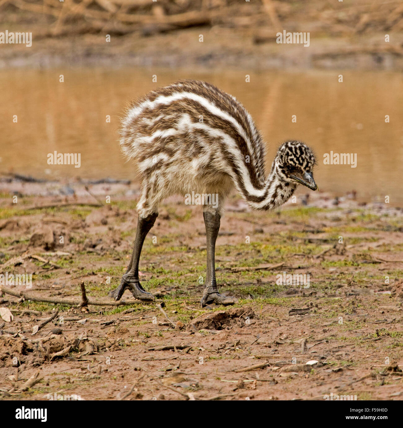 Currawinya national park hi-res stock photography and images - Alamy