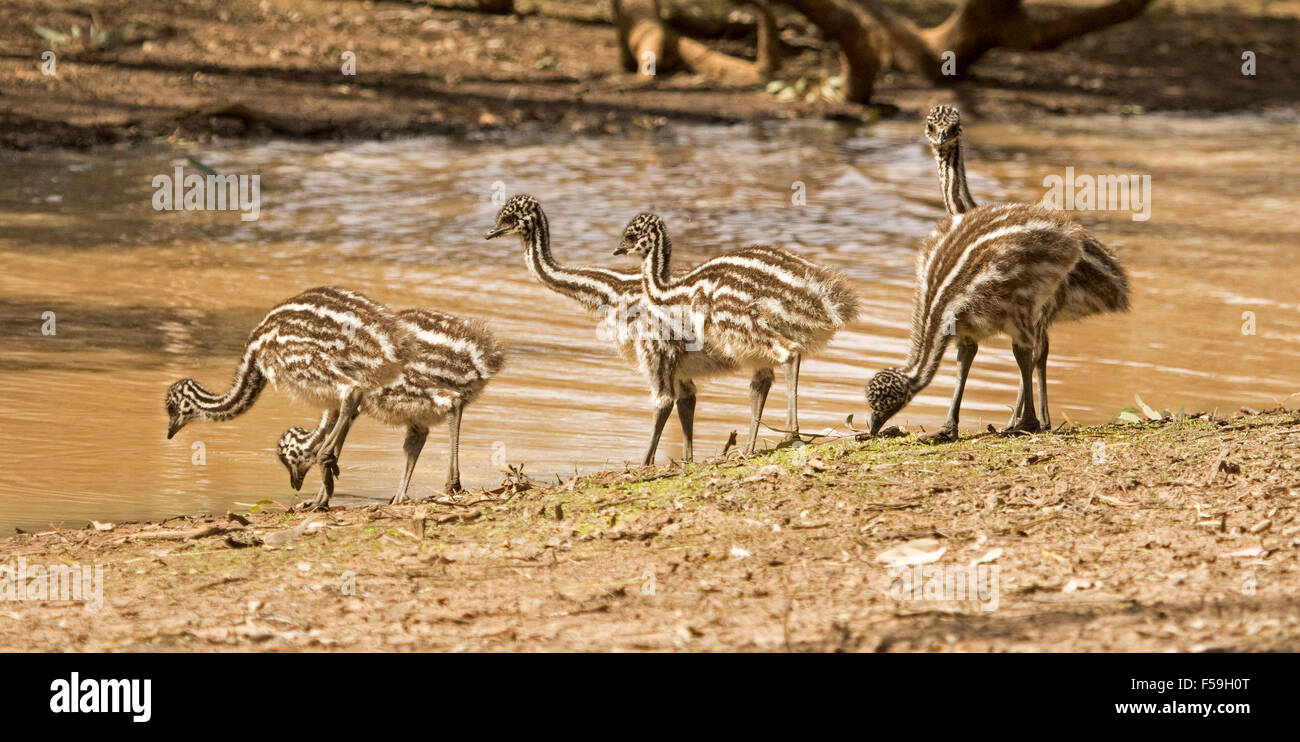 Group of emus hi-res stock photography and images - Alamy