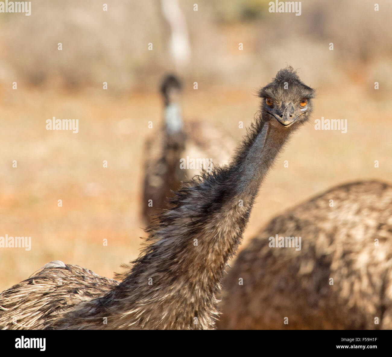 Close-up view of face of emu with comical inquisitive expression ...