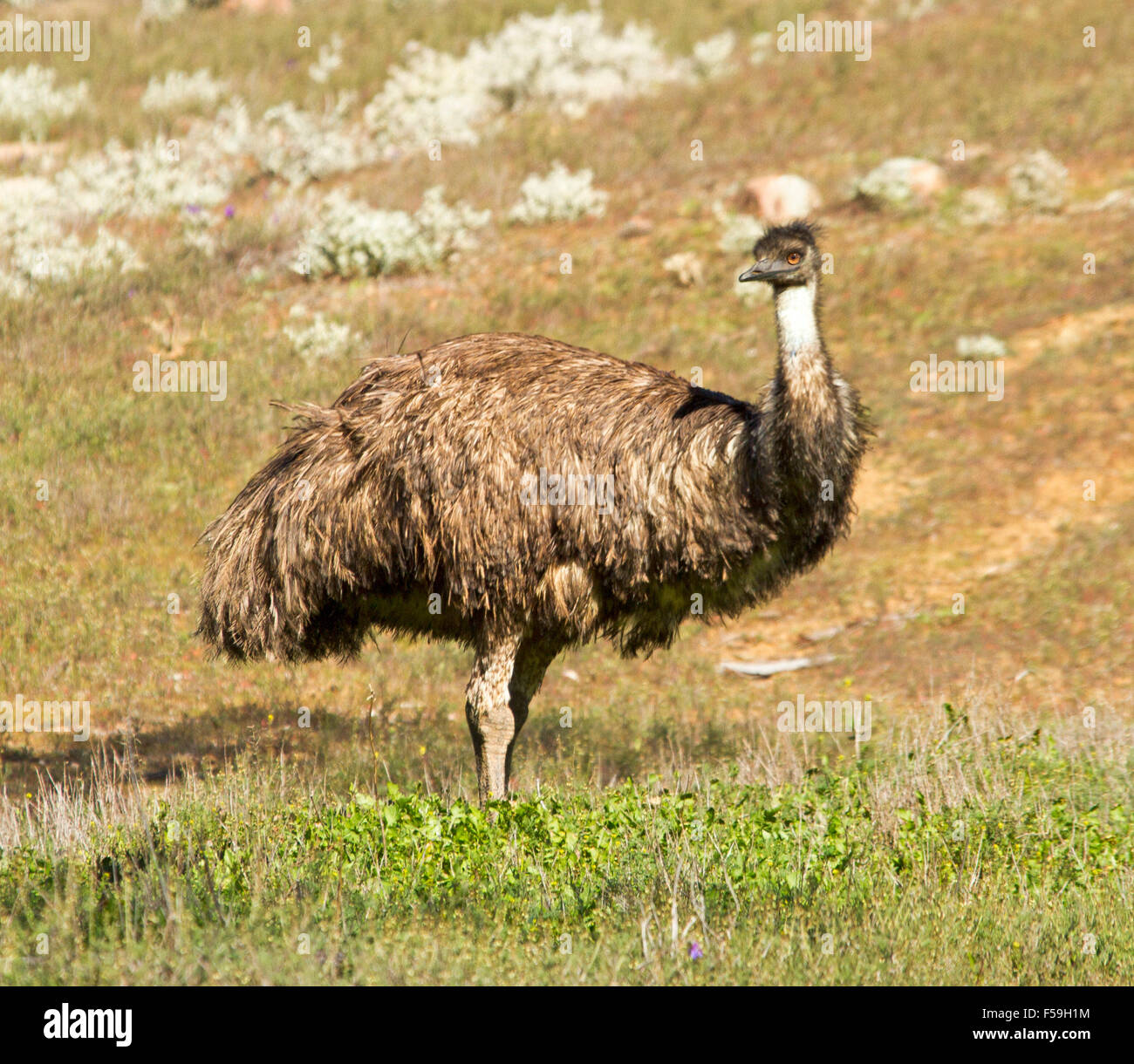 Close-up view of emu standing among clump of emerald green vegetation ...
