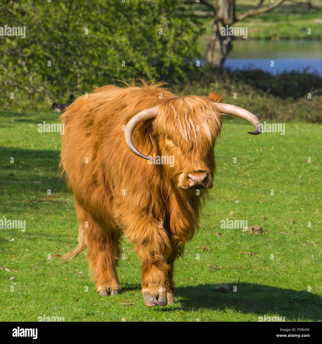 Highland cow sculpture hi-res stock photography and images - Alamy