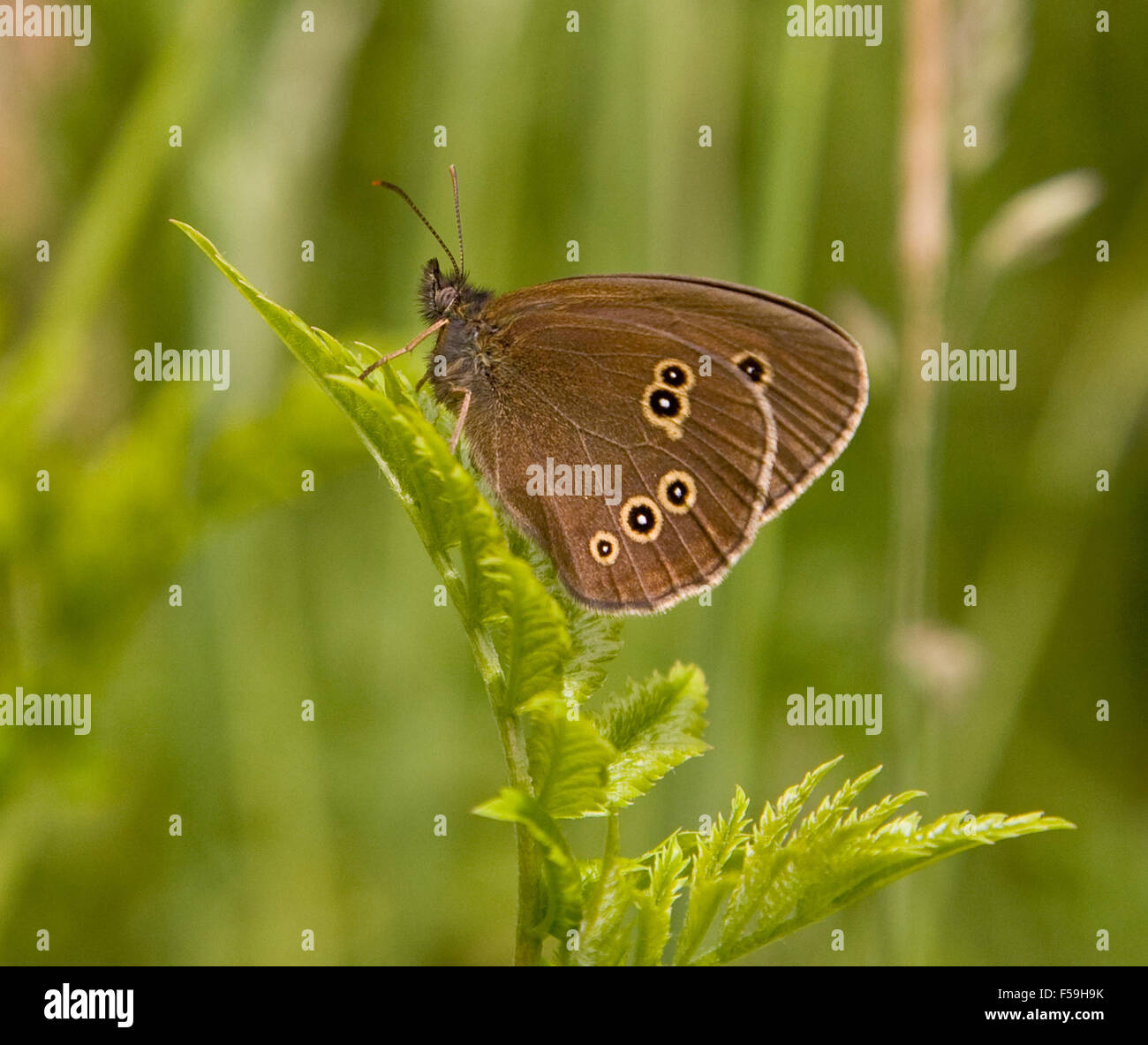 Ringlet butterfly Aphantopus hyperantus in the English countryside at ...
