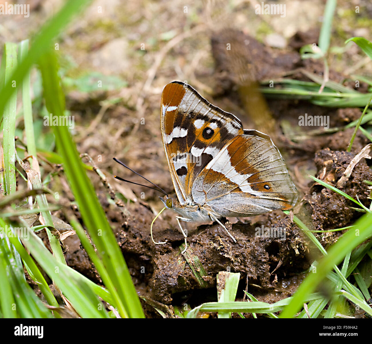 Underside of Purple Emperor butterfly Apatura iris on the ground floor ...