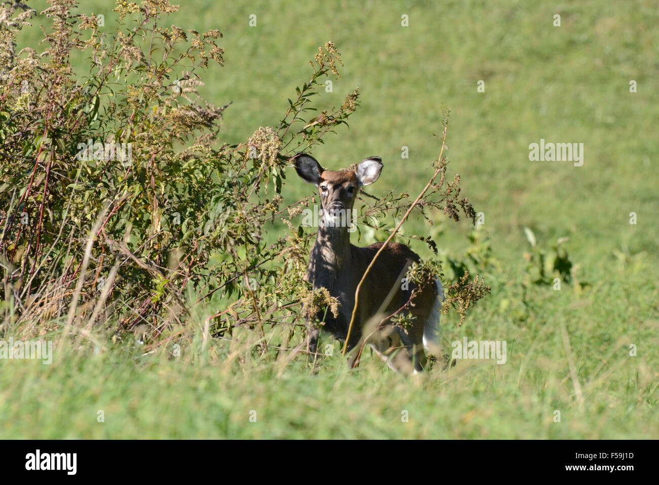 Whitetail deer doe hi-res stock photography and images - Alamy