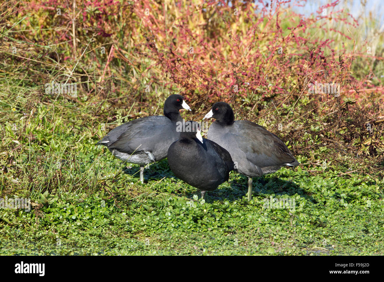 American coots hi-res stock photography and images - Alamy
