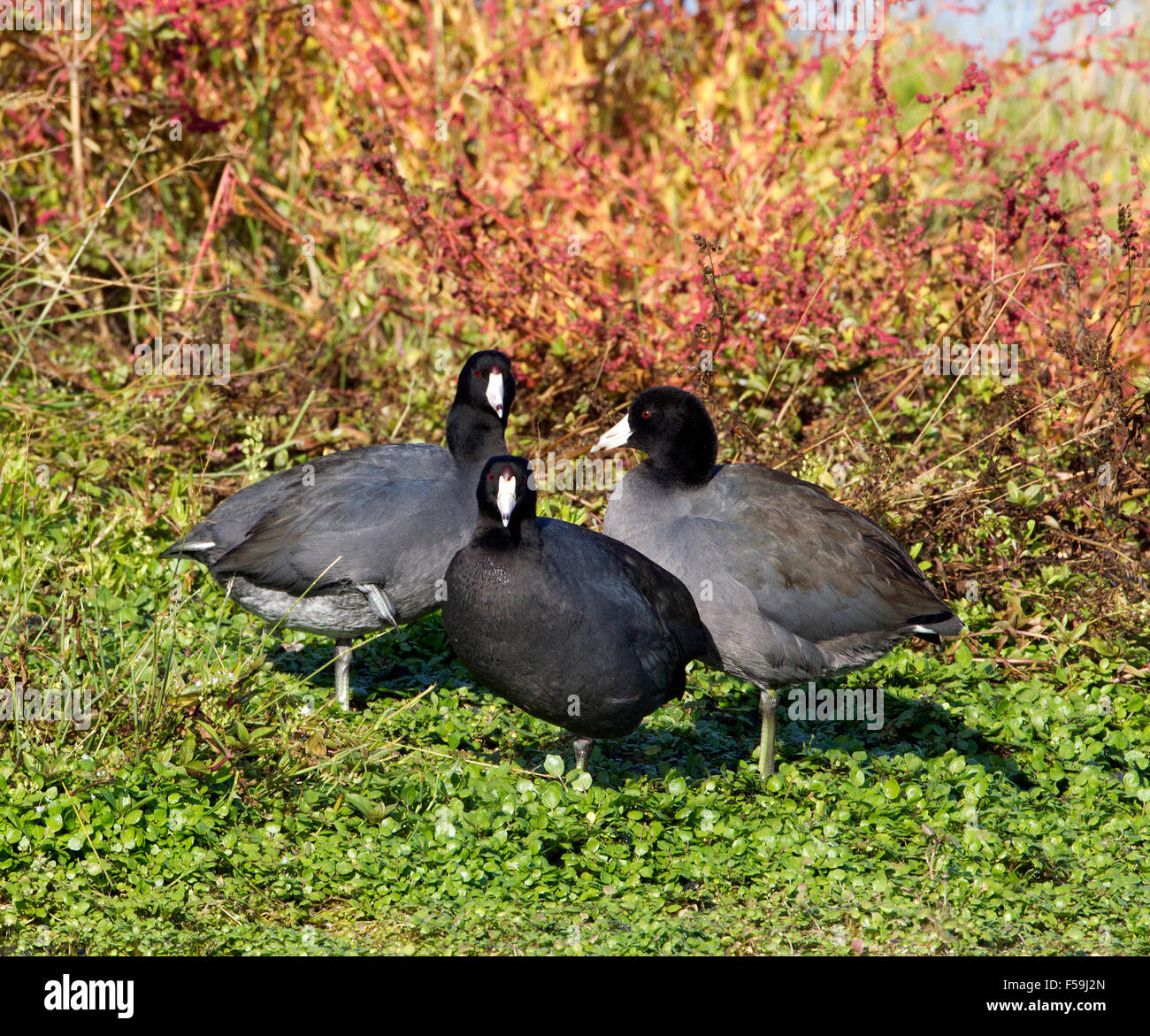 Three american coots hi-res stock photography and images - Alamy