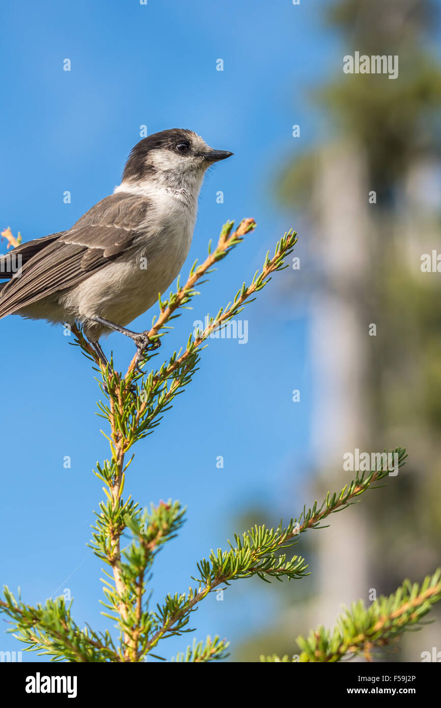 Grey Jay Perisoreus canadensis or Whiskey Jack, Camp Robber, Canada Jay ...
