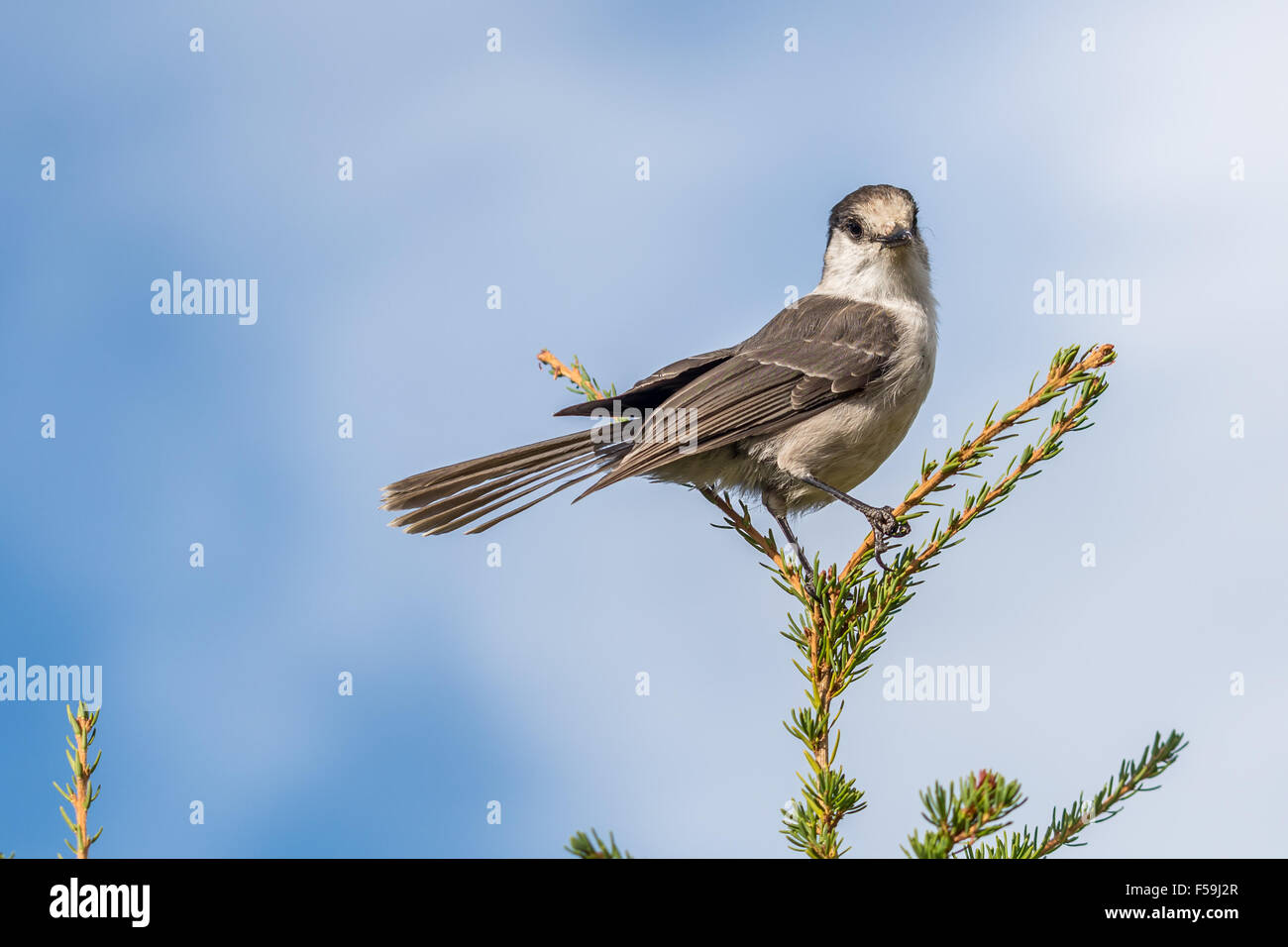 Grey Jay Perisoreus canadensis or Whiskey Jack, Camp Robber, Canada Jay ...