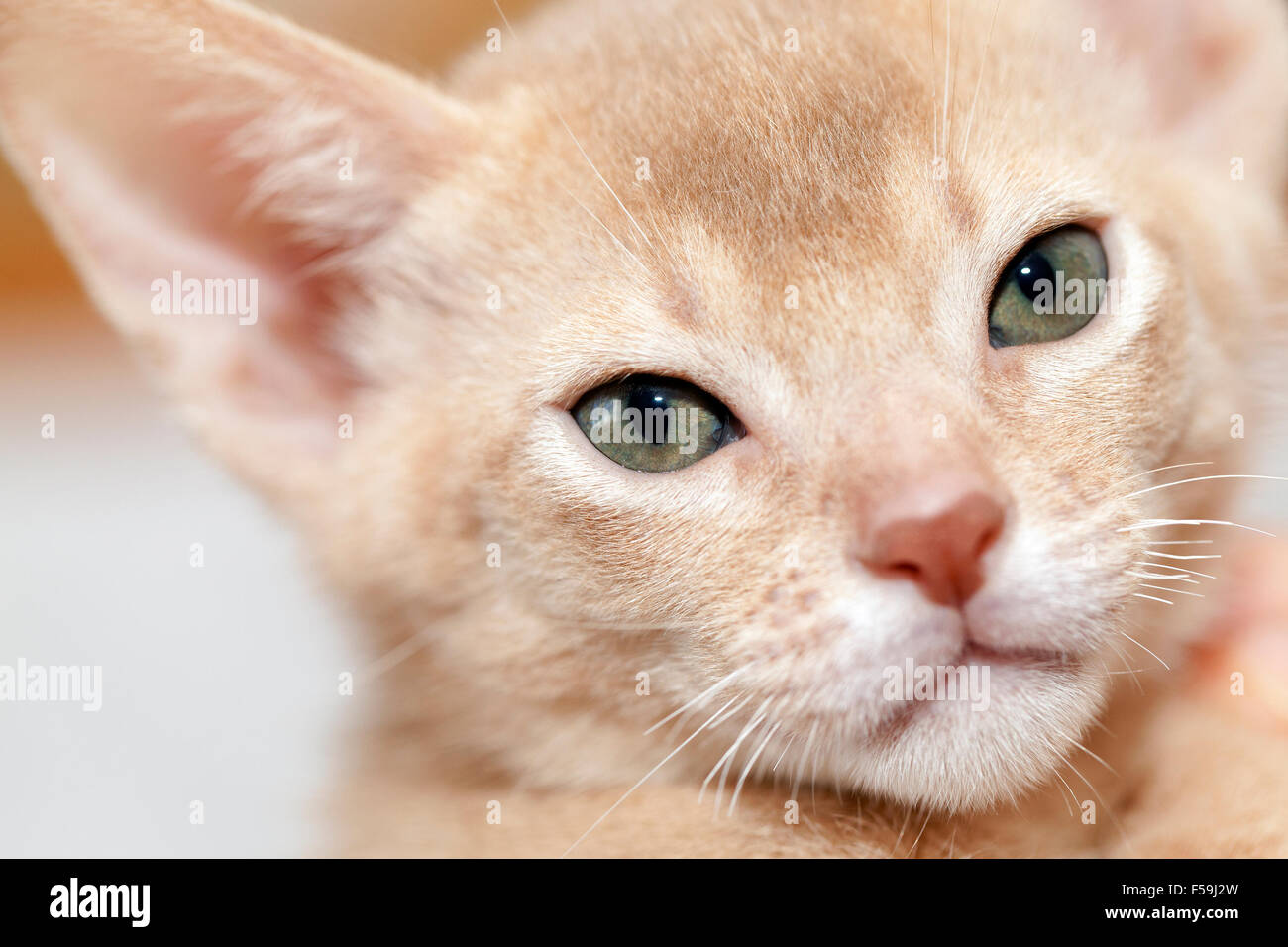 Fawn cat hi-res stock photography and images - Alamy
