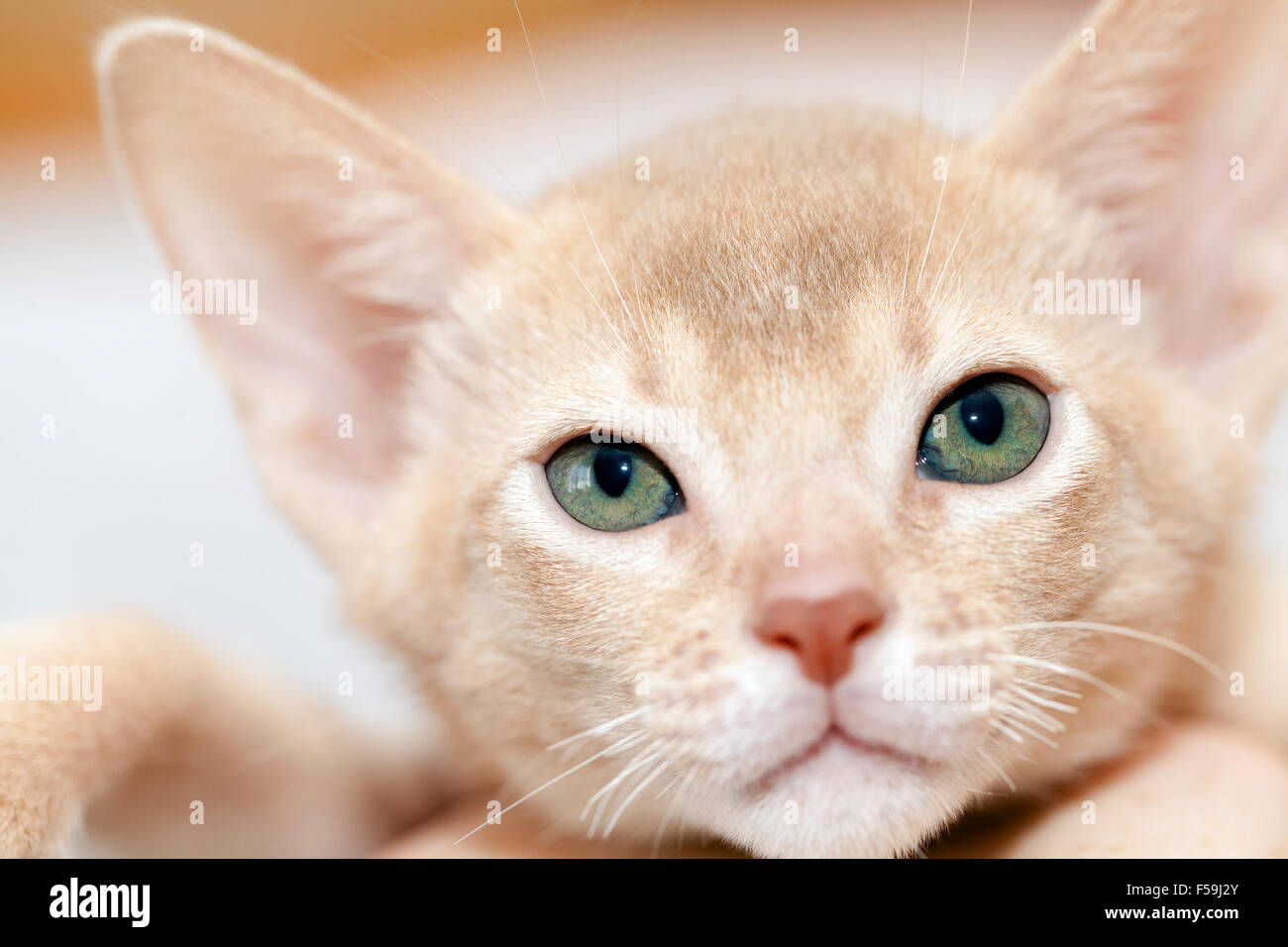 Abyssinian kitten . color fawn Stock Photo - Alamy