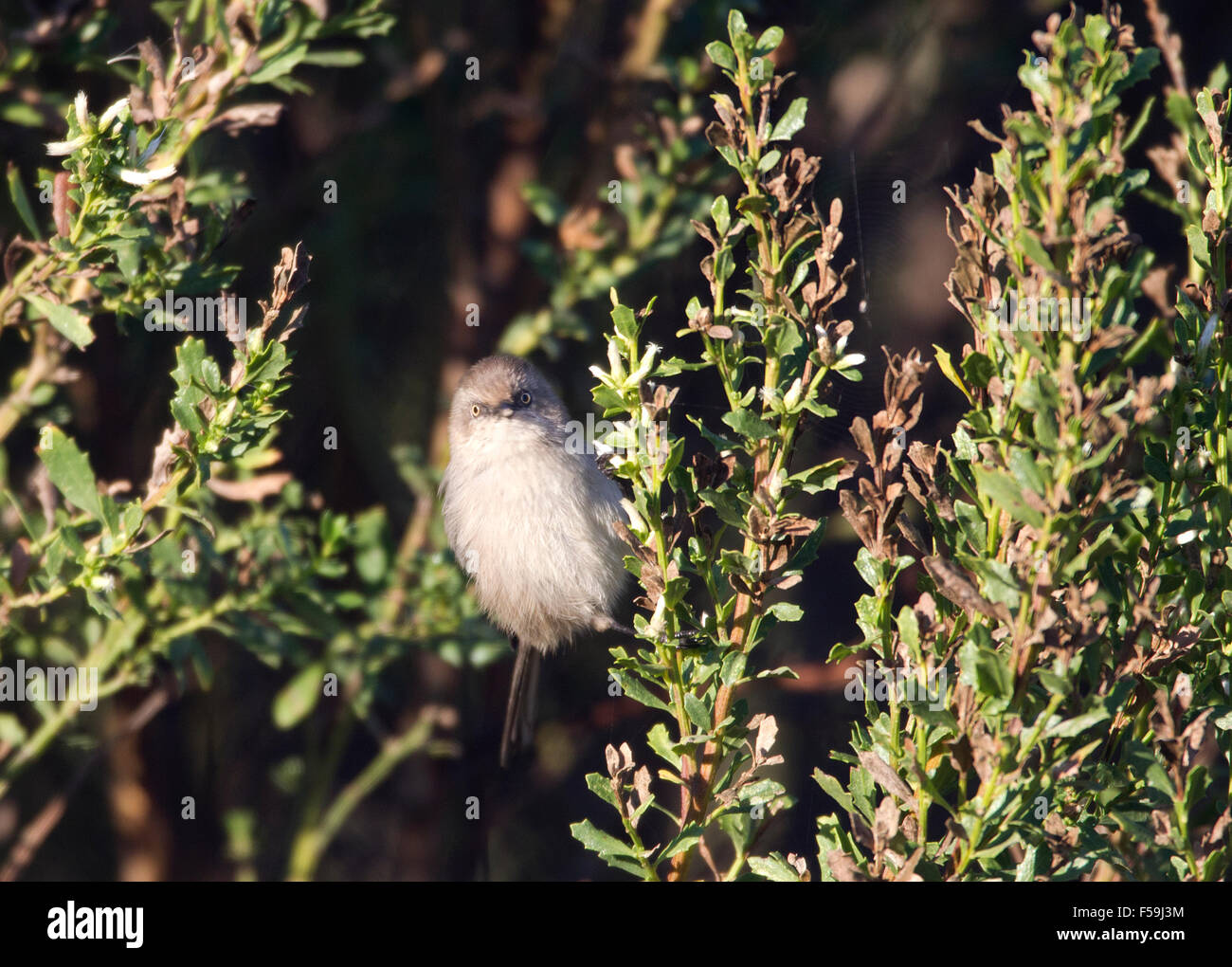 Bushtit hi-res stock photography and images - Alamy