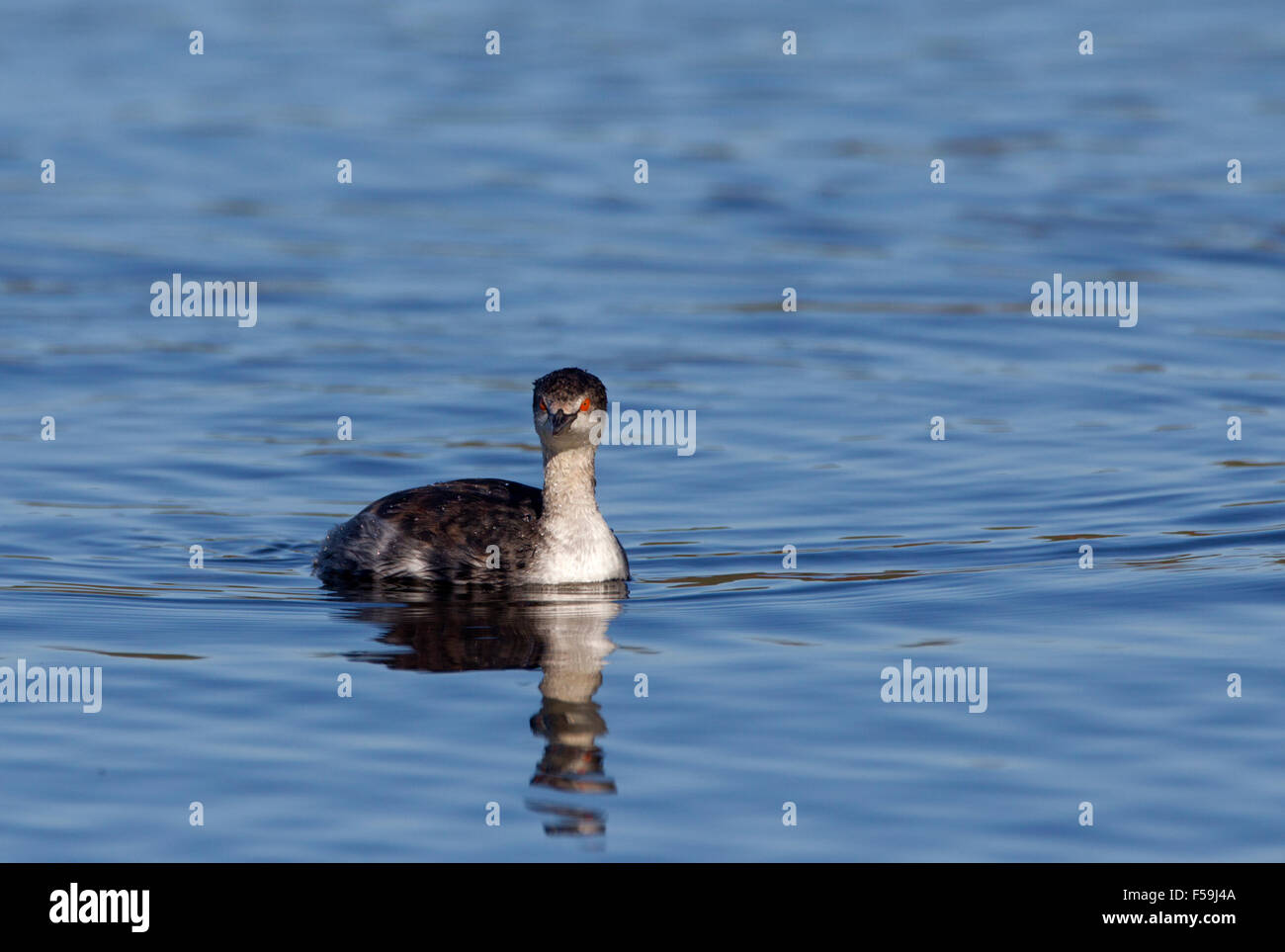 Eared Grebe in Winter Plumage Stock Photo - Alamy
