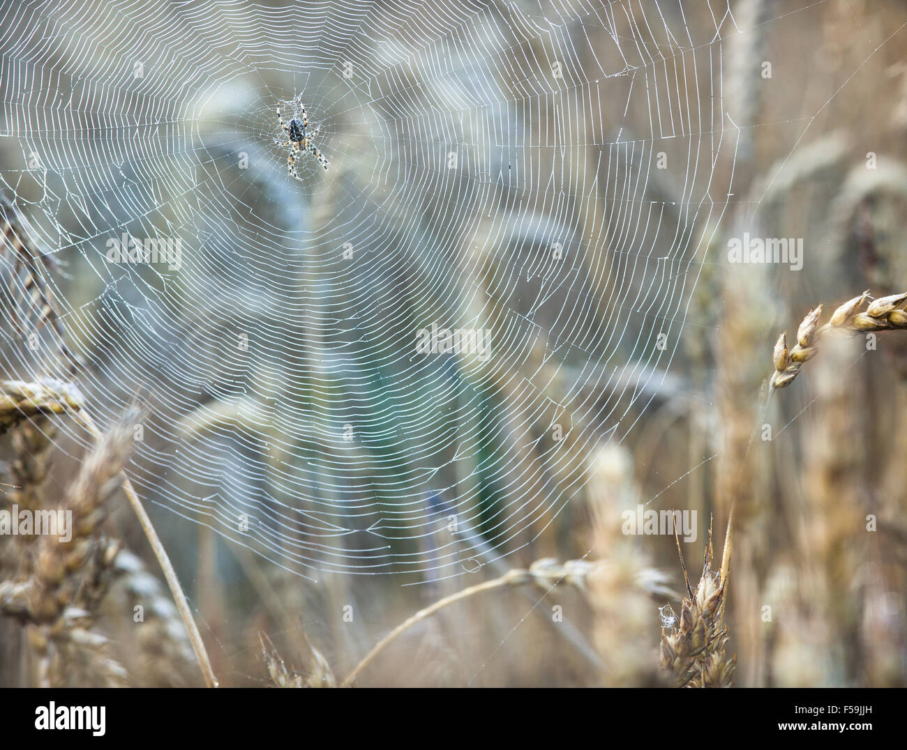 Harvest Spider Stock Photos & Harvest Spider Stock Images - Alamy
