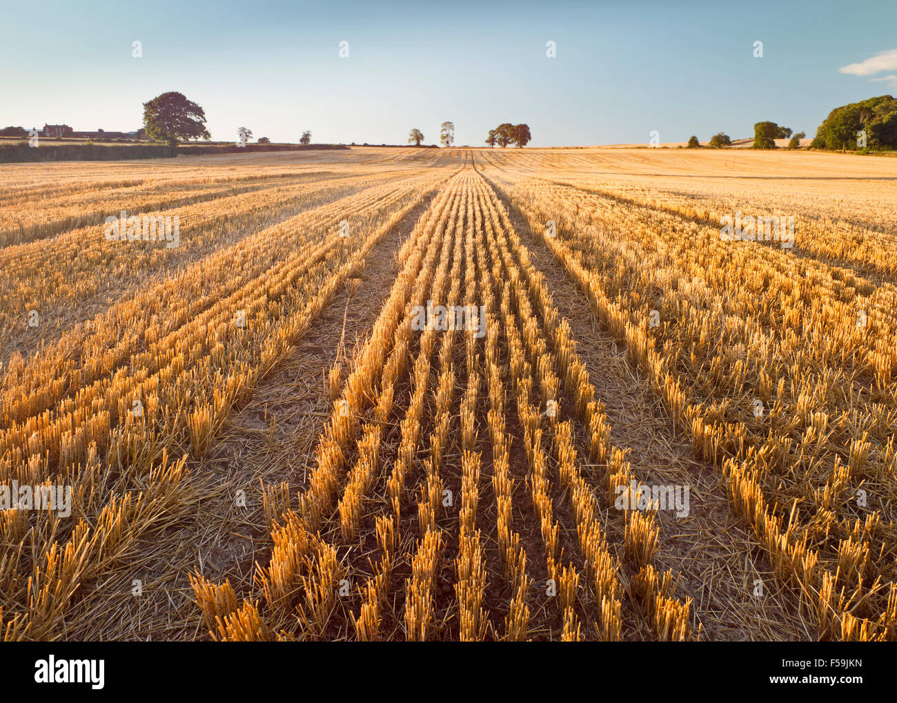 Golden harvested wheat hi-res stock photography and images - Alamy