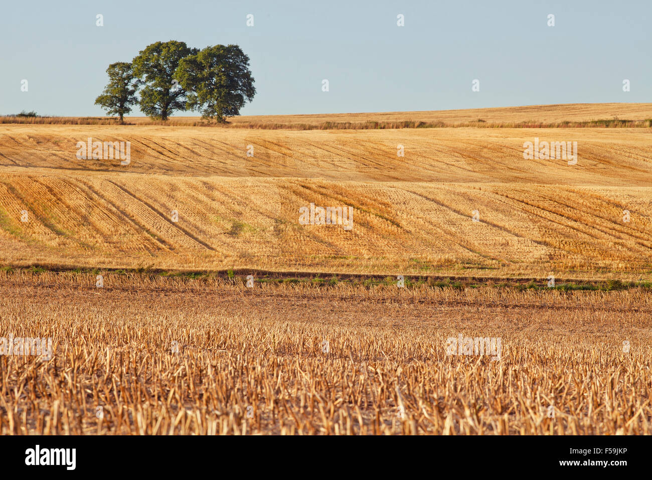 Textures and Patterns of Golden Harvested Field on Clear Blue Sky Stock ...