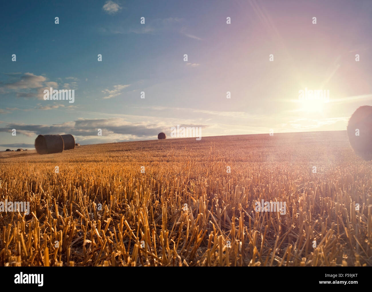 Harvested field england hi-res stock photography and images - Alamy